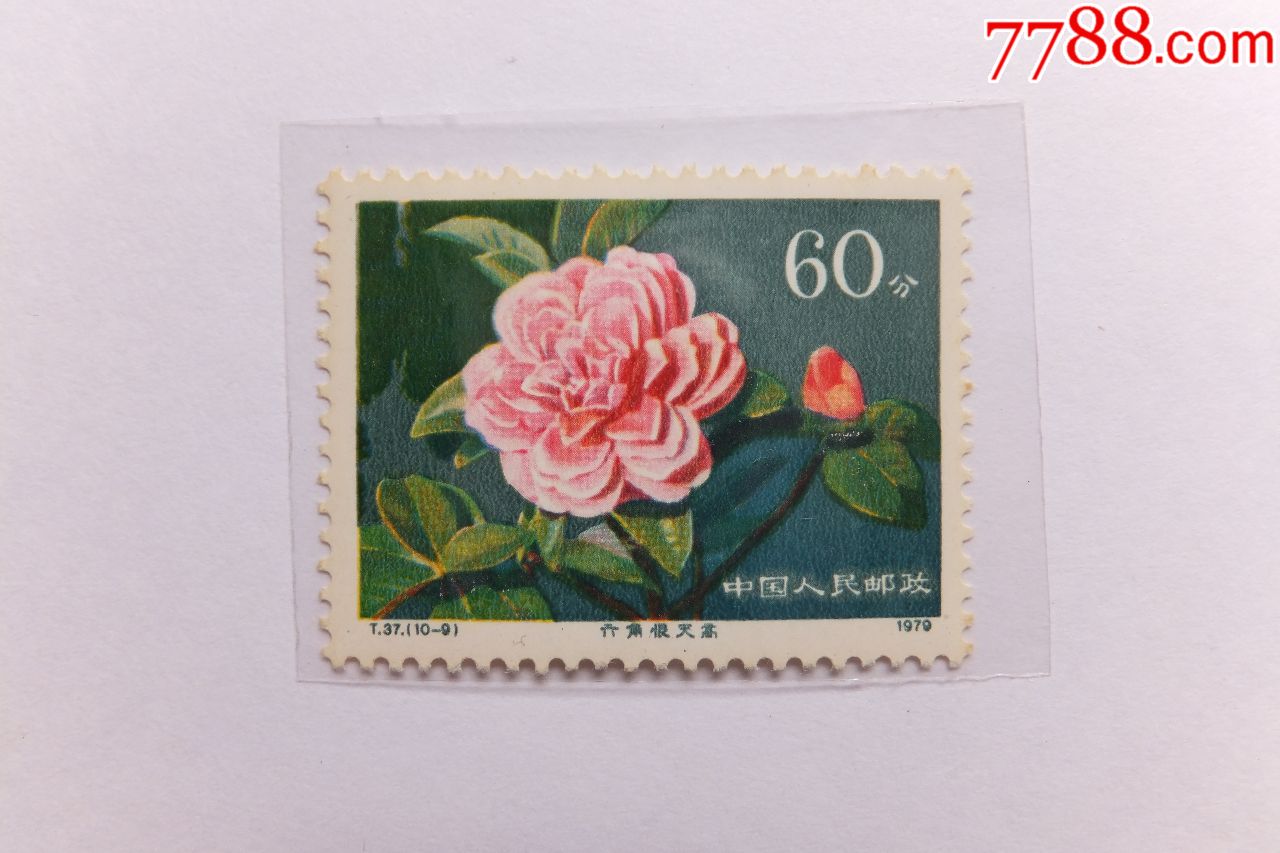T37“山茶花”（10-9）__【7788收藏__收藏热线】