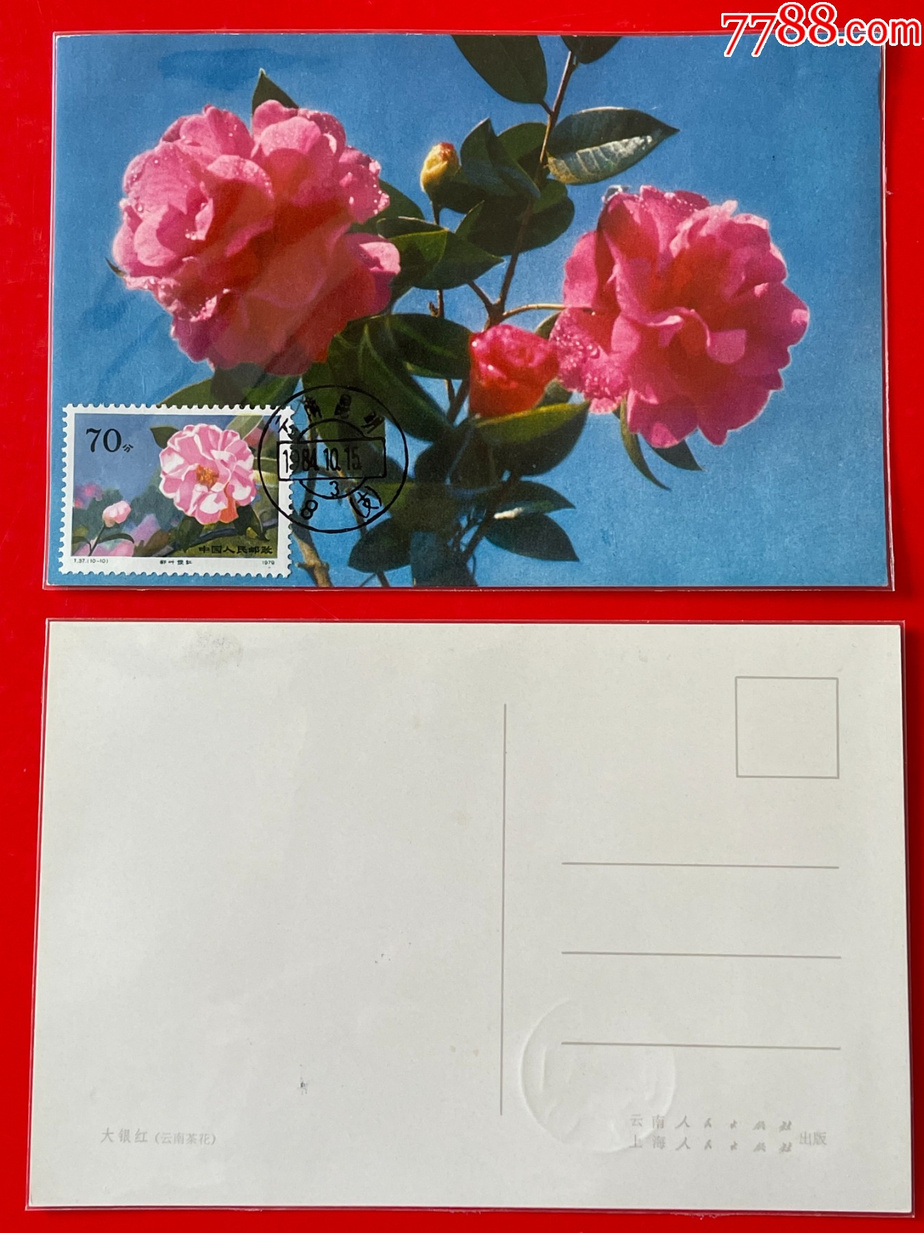 T37-10-山茶花极限片_普通明信片_封片特别全【7788收藏__收藏热线】