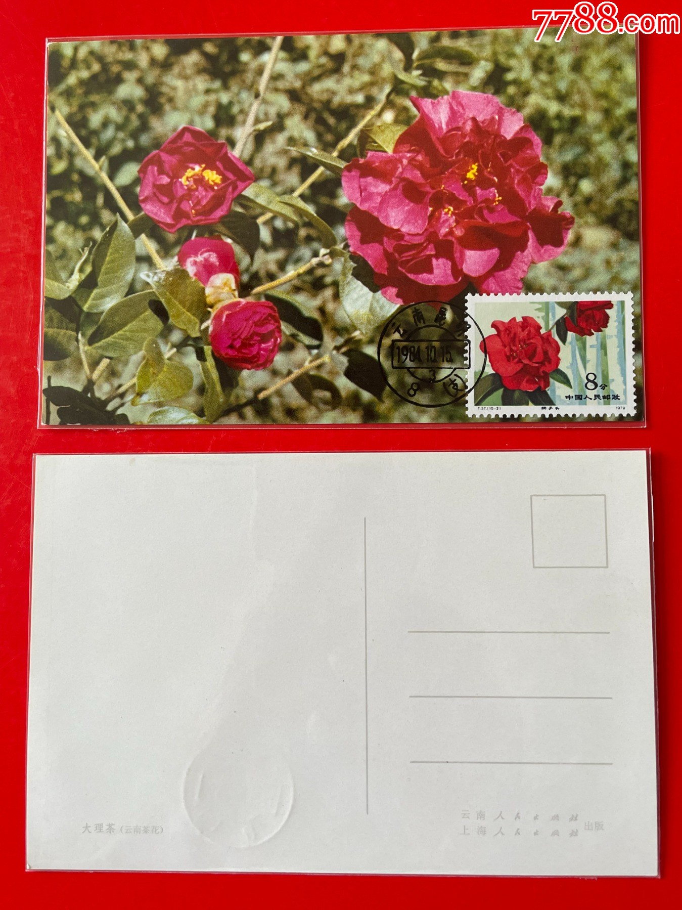 T37-2-山茶花极限片__【7788收藏__收藏热线】