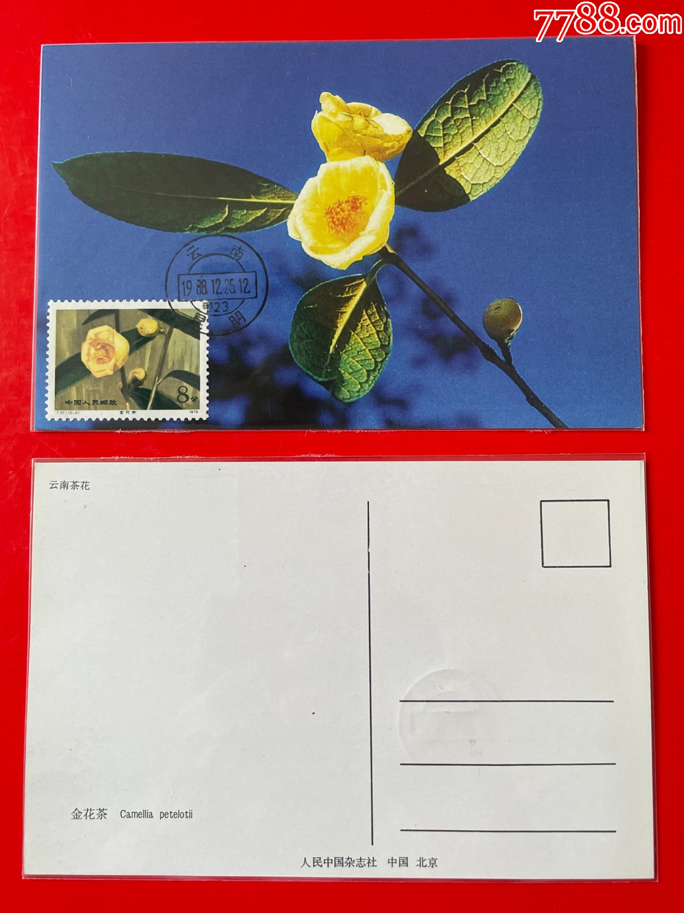T37-3-山茶花极限片_普通明信片_封片特别全【7788收藏__收藏热线】