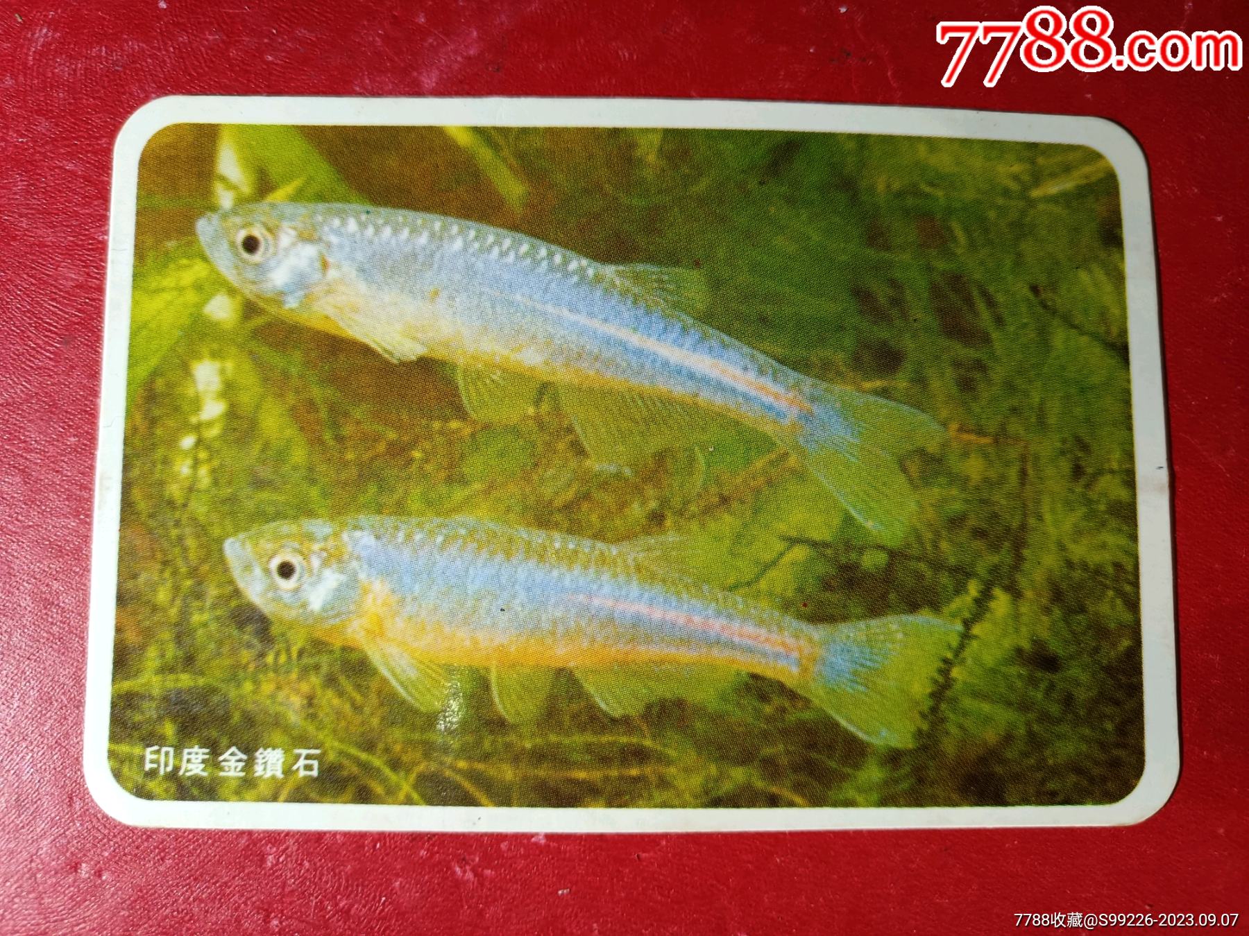 1983年历----印度金钻石鱼《香港--中国国货公司》1张__【7788收藏__收藏热线】